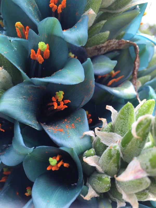 Bromélia → Como Cuidar, Solo, Adubação, Luminosidade e MAIS!!!