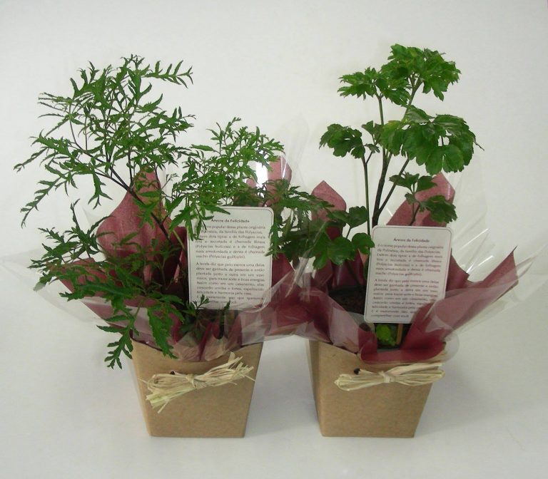 Árvore da felicidade → Aprenda a Cultivar, Significado, Decoração e MAIS!