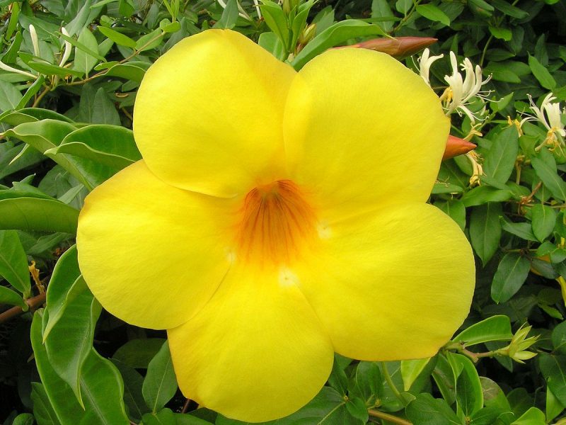 ALAMANDA → Significado, Cores e Dicas de Como Cuidar [CONFIRA!!!]