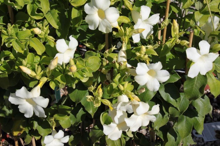 ALAMANDA → Significado, Cores e Dicas de Como Cuidar [CONFIRA!!!]