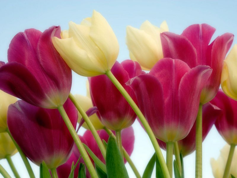 TULIPA → Significado, Como Plantar, Como Cultivar e Cores de Tulipas