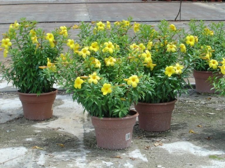 ALAMANDA → Significado, Cores e Dicas de Como Cuidar [CONFIRA!!!]