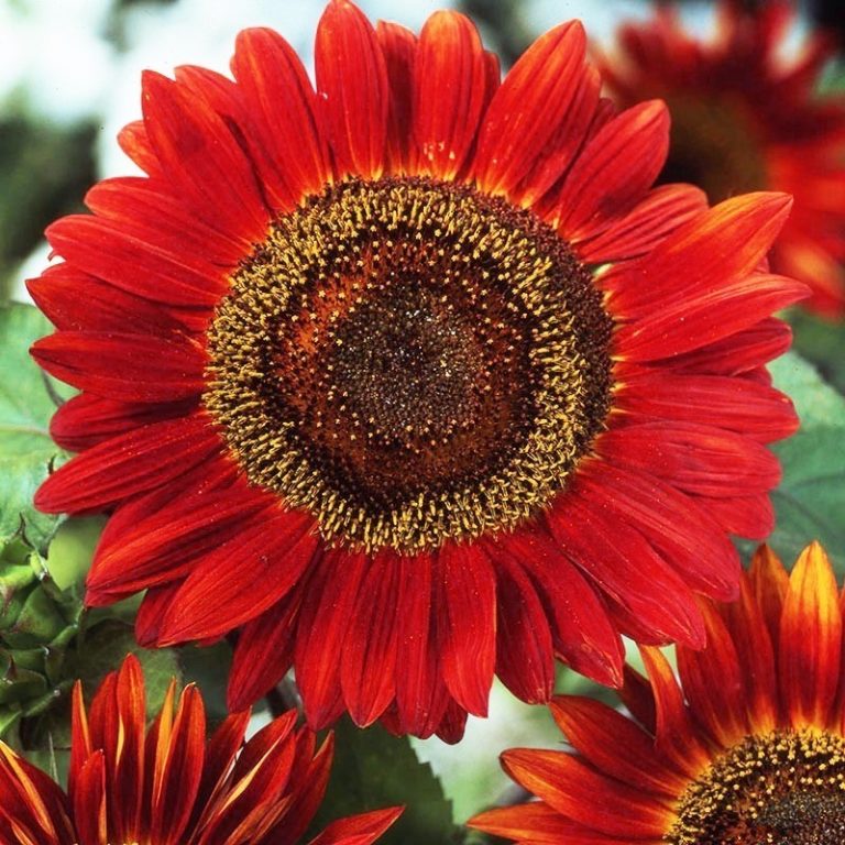 GIRASSOL → Significado, Como Plantar e Cuidar e Tipos (+15 FOTOS!)