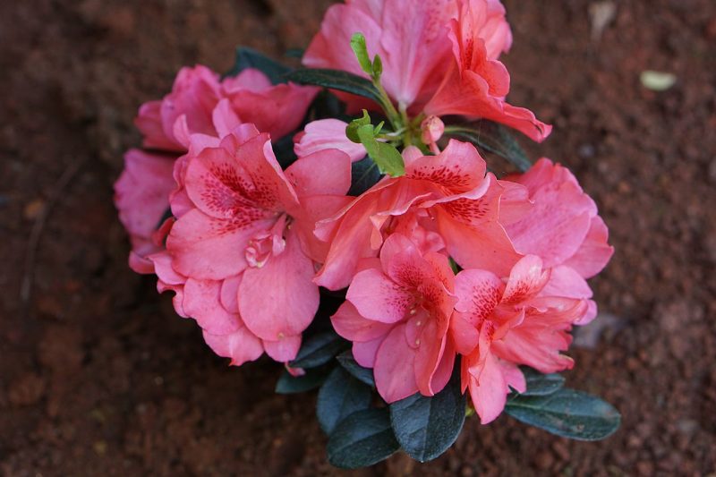 AZALEIA FLOR → Significado, Como Cuidar, Fazer Mudas, Cores & Preço