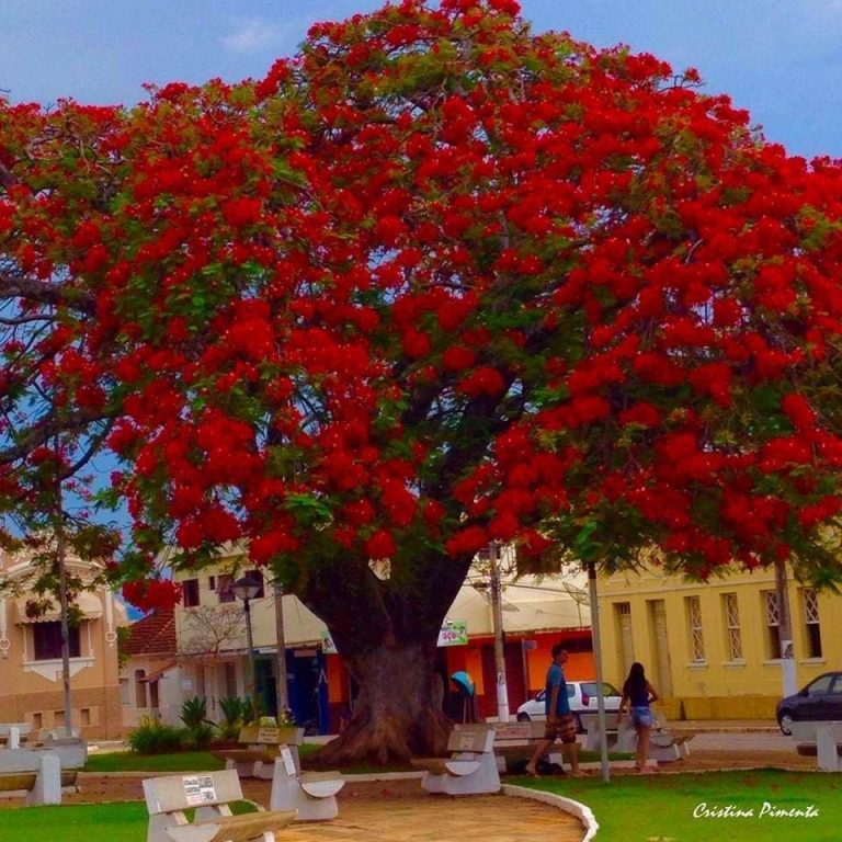 FLAMBOYANT (Delonix Regia) → Sobre, Mirim, Como Plantar, Cores e