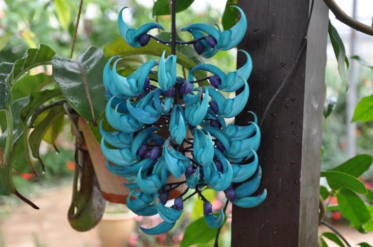 TREPADEIRA JADE (Strongylodon Macrobotrys) → Como Cuidar? VEJA!!