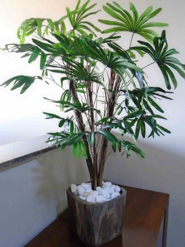 Coqueiro de Jardim → Tipos, Como Cuidar, em Vasos, em Canteiro