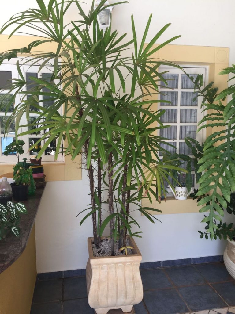 Coqueiro de Jardim → Tipos, Como Cuidar, em Vasos, em Canteiro