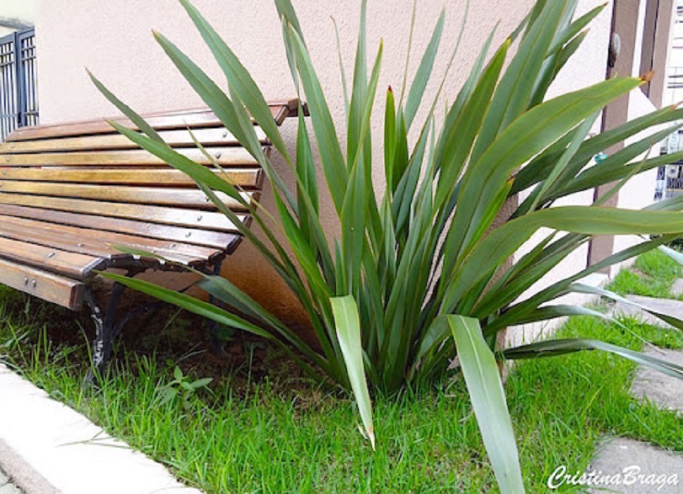 Fórmio - Como Cuidar? Tipos e Quanto Custa as Mudas