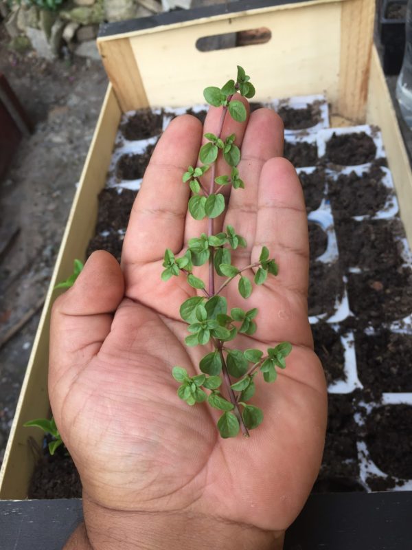 POEJO → Para Que Serve? Tipos, Como Plantar? Como Cuidar?