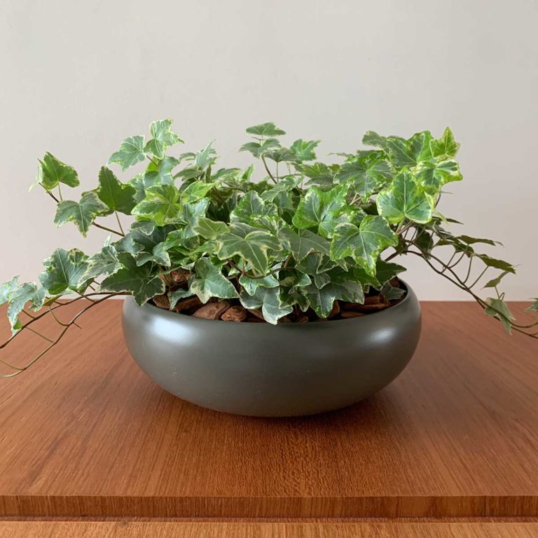 PLANTA HERA → Tipos, Como Cuidar? Como Fazer Mudas?