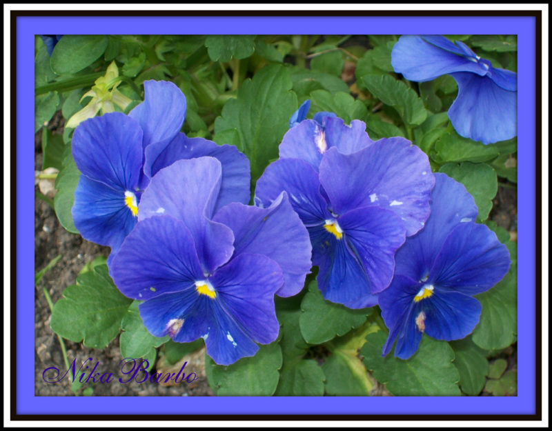 AMOR PERFEITO FLOR → Como Cuidar, Cores, Dicas e Inspirações