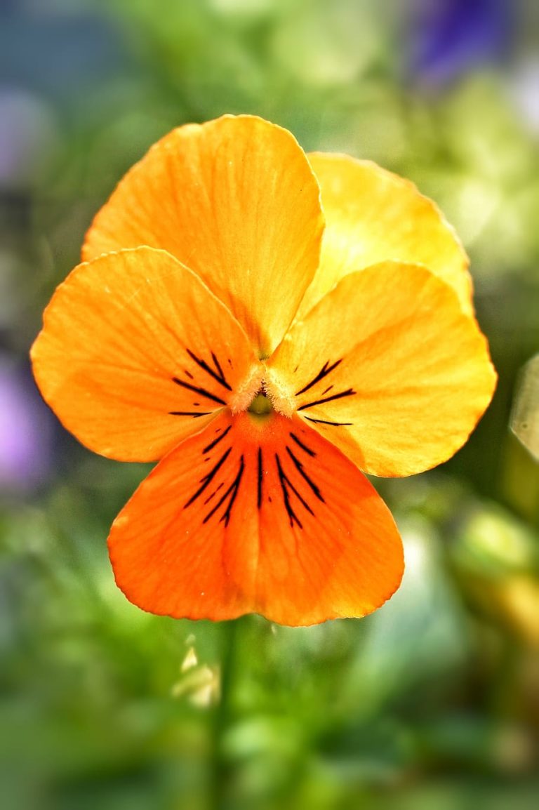 AMOR PERFEITO FLOR → Como Cuidar, Cores, Dicas e Inspirações