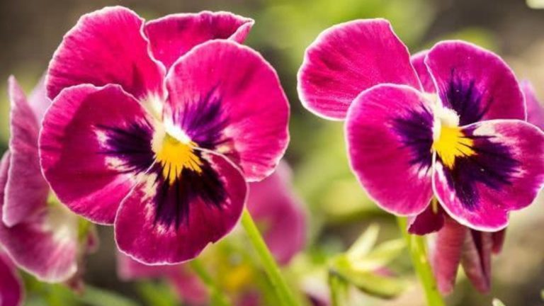 AMOR PERFEITO FLOR → Como Cuidar, Cores, Dicas e Inspirações