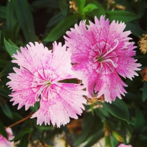 CRAVINA → significado, Características e Como Cultivar