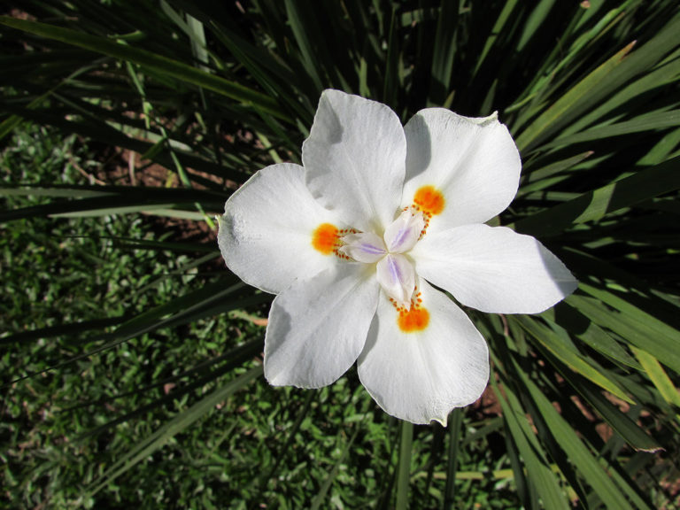 MOREIA PLANTA → Características, Como Cuidar, Tipos e Cores