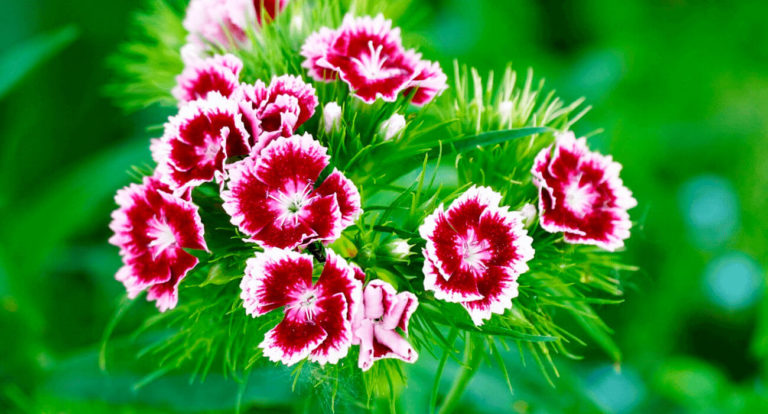 CRAVINA → significado, Características e Como Cultivar