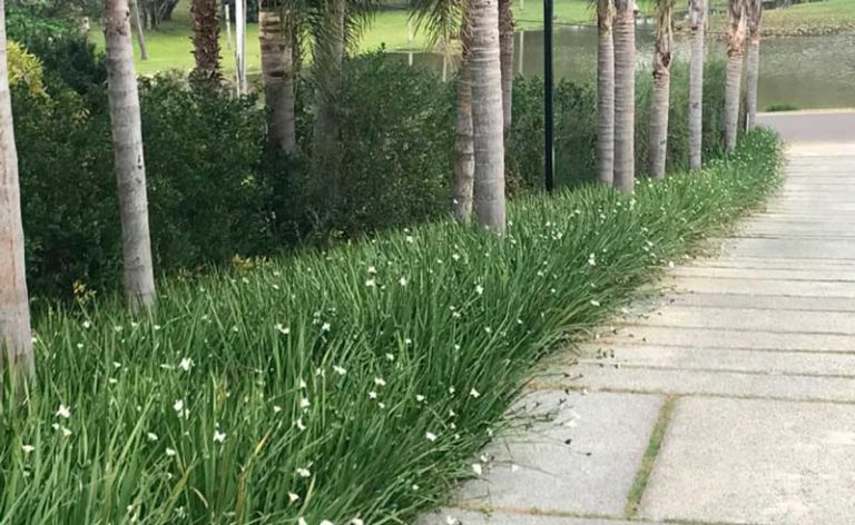 MOREIA PLANTA → Características, Como Cuidar, Tipos e Cores