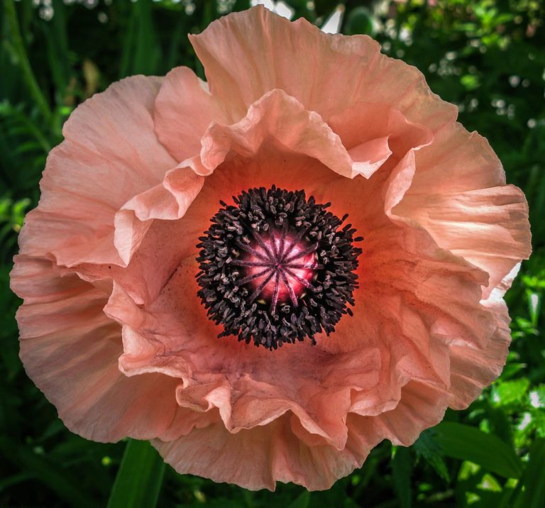 PAPOULAS → Significado, Tipos, Como Cultivar, é Droga? (VEJA!)