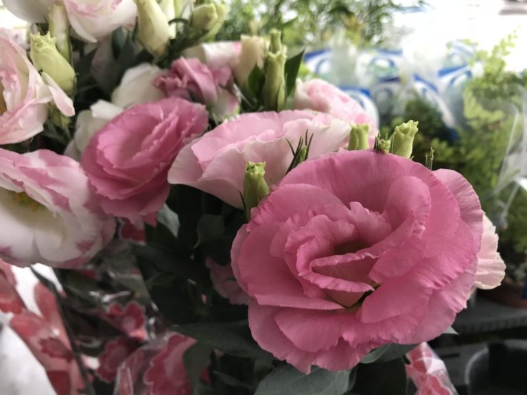 FLOR LISIANTHUS → Significado, Cores, Como Cuidar, Preço (VEJA)