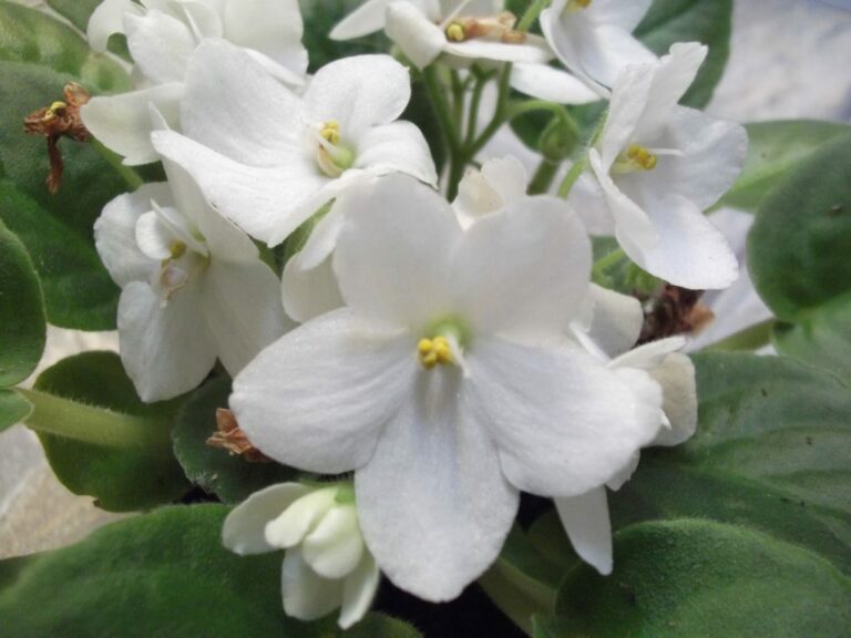 VIOLETAS → Significado, Tipos, Como Cuidar, Plantar e Preço