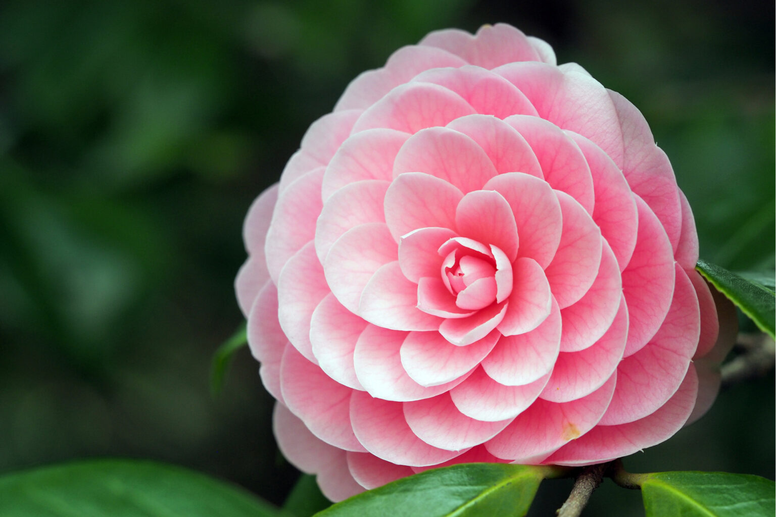 Imagem De Flores Lindas → Escolha Algumas e Tenha em Casa